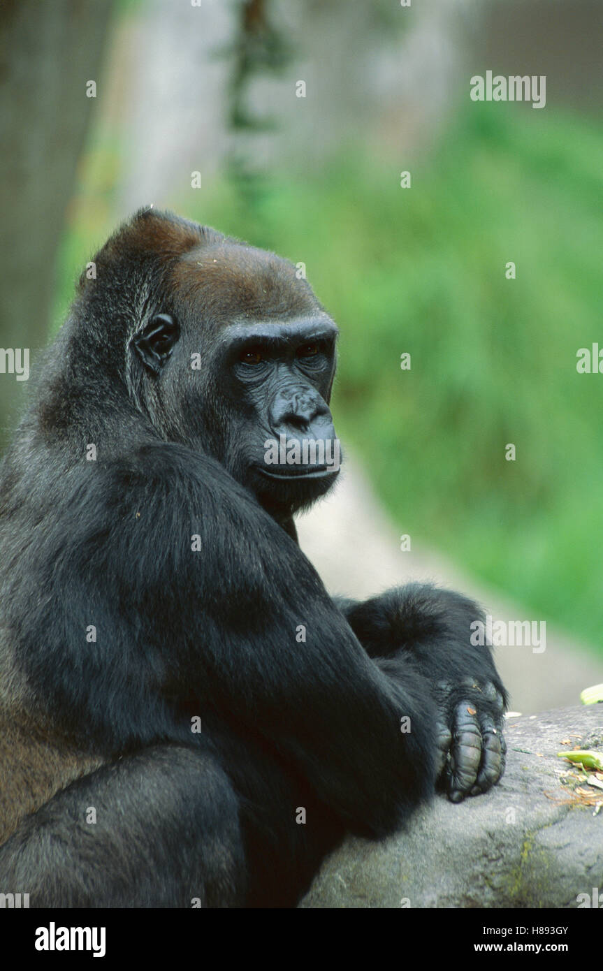 Western Lowland Gorilla (Gorilla gorilla gorilla) endangered, San ...
