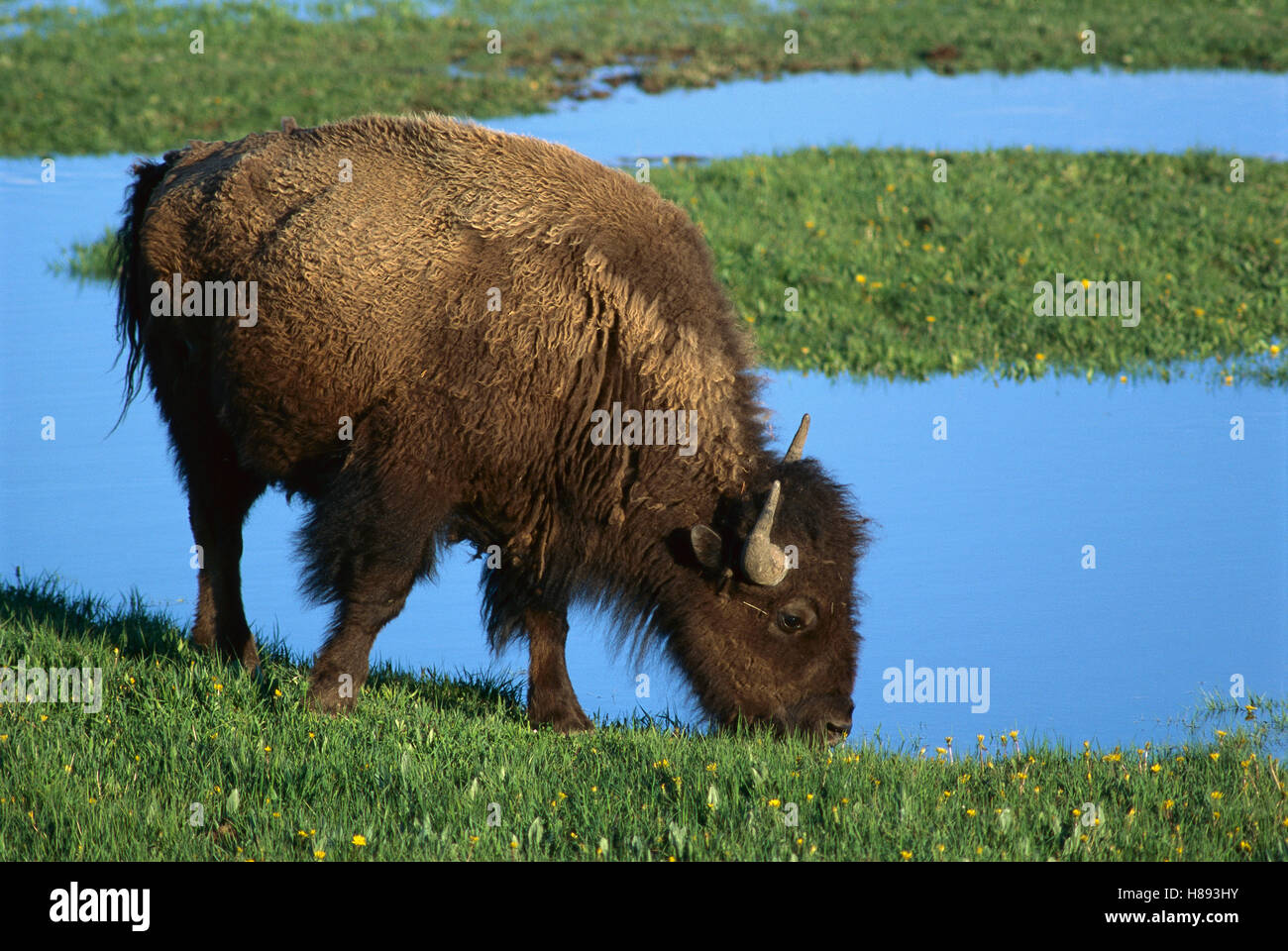 American Bison (Bison bison) drinking from waterhole, Yellowstone ...