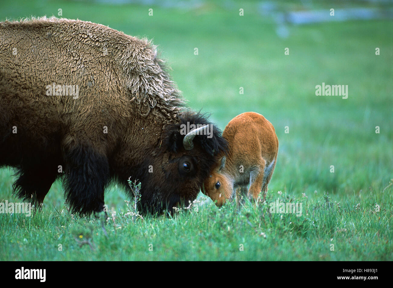 American Bison (Bison bison) female playing with calf, Yellowstone ...