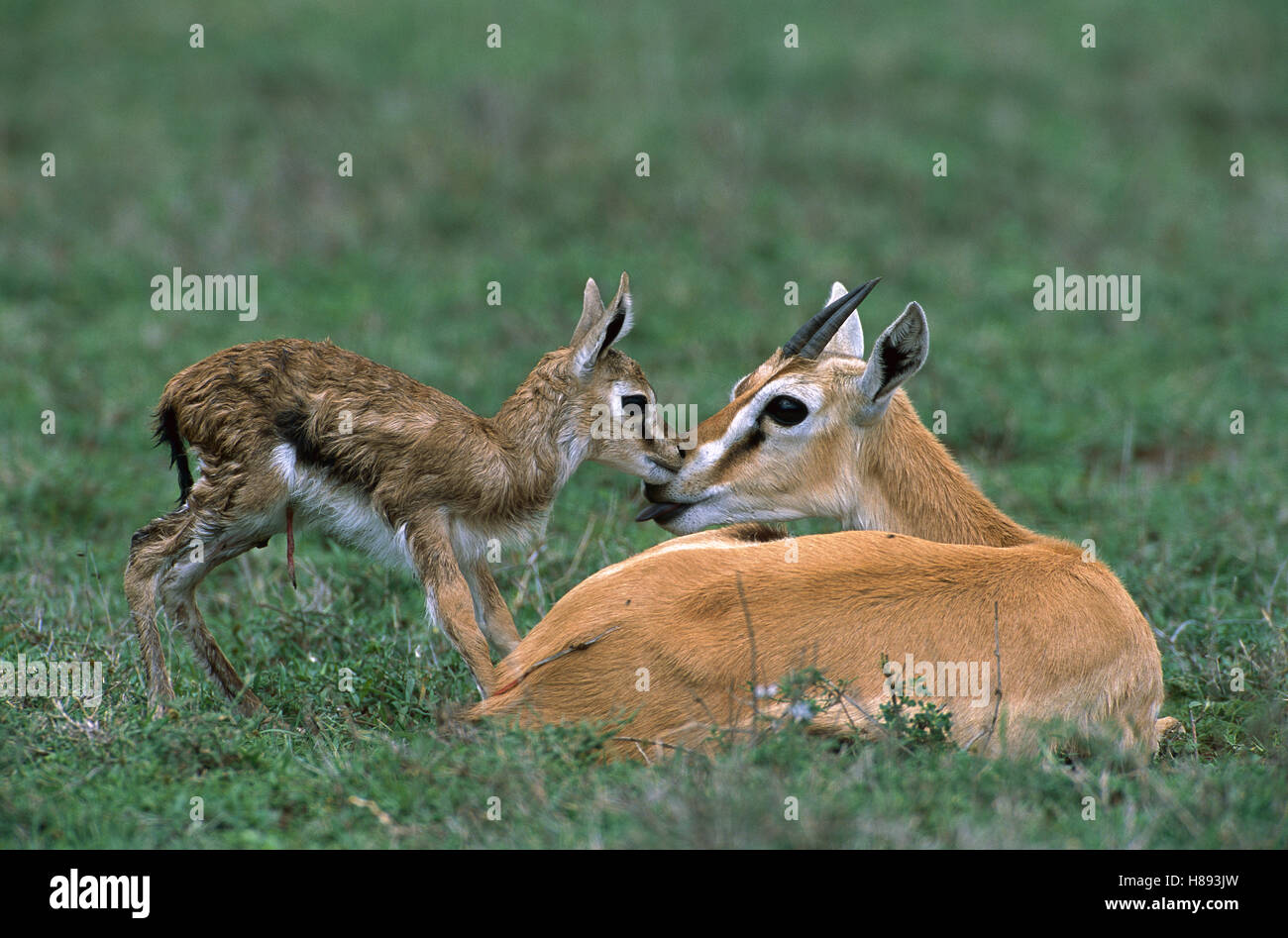 Thomson's Gazelle (Eudorcas thomsonii) newborn fawn struggling to stand ...