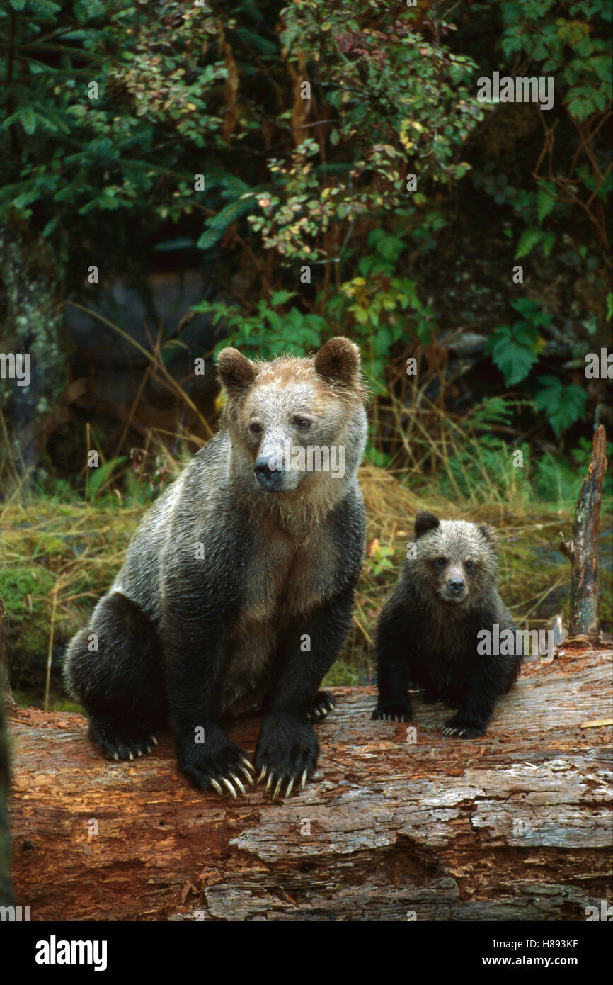 Grizzly Bear Ursus Arctos Horribilis Sow And 6 Month Old Cub Sitting