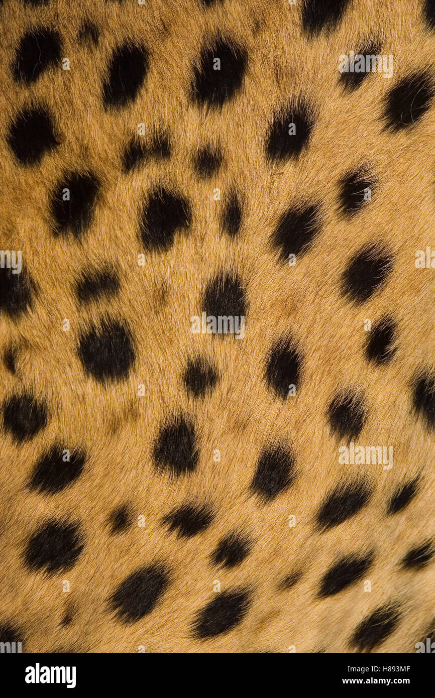 Cheetah (Acinonyx jubatus) spot patterns, Cheetah Conservation Fund ...