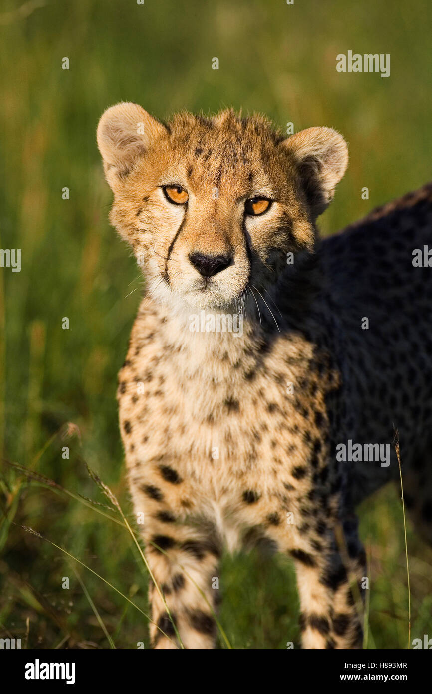 Cheetah (Acinonyx jubatus) 7 to 9 month old cub, Masai Mara National ...