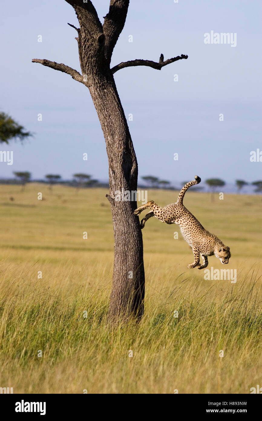 Cheetah (Acinonyx jubatus) 7 to 9 month old cub jumping out of tree ...
