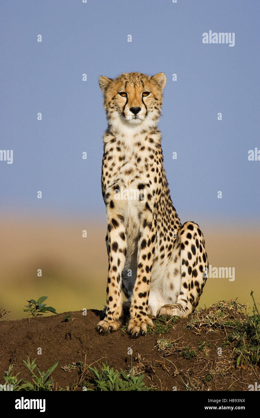 Cheetah (Acinonyx jubatus) young male, Masai Mara National Reserve ...