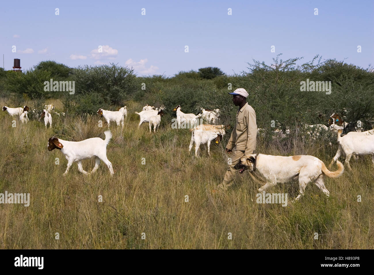 Goat Herder with Anatolian Shepherd, dog used by Cheetah Conservation ...