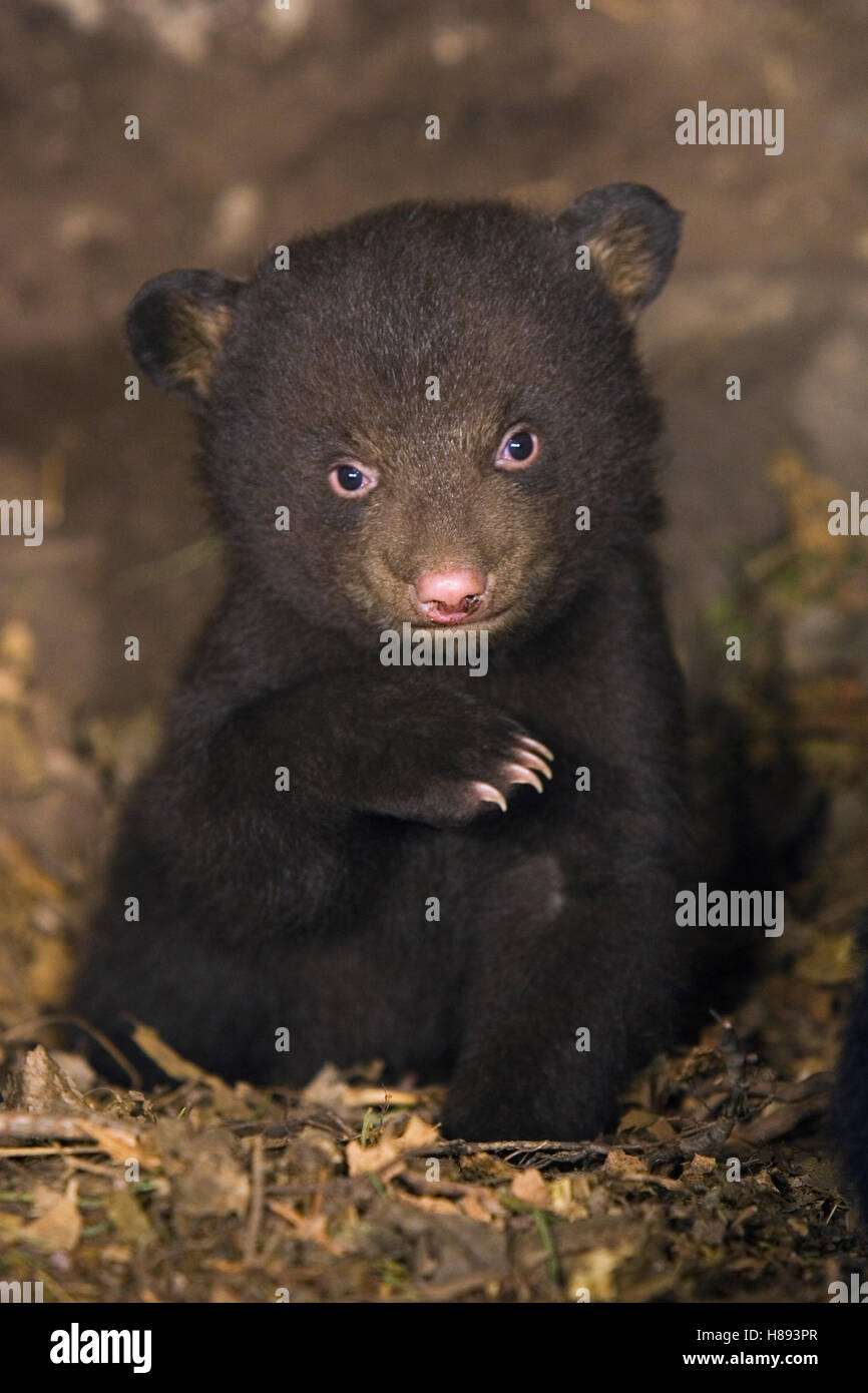 Black bear cub in den hi-res stock photography and images - Alamy