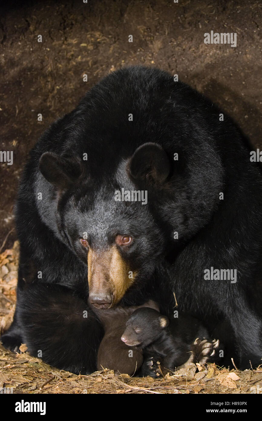 Black bear cub in den hi-res stock photography and images - Alamy