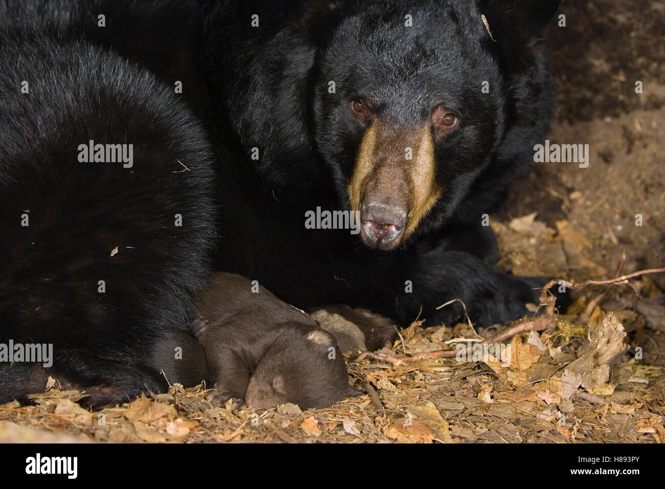 Black bear cub in den hi-res stock photography and images - Alamy