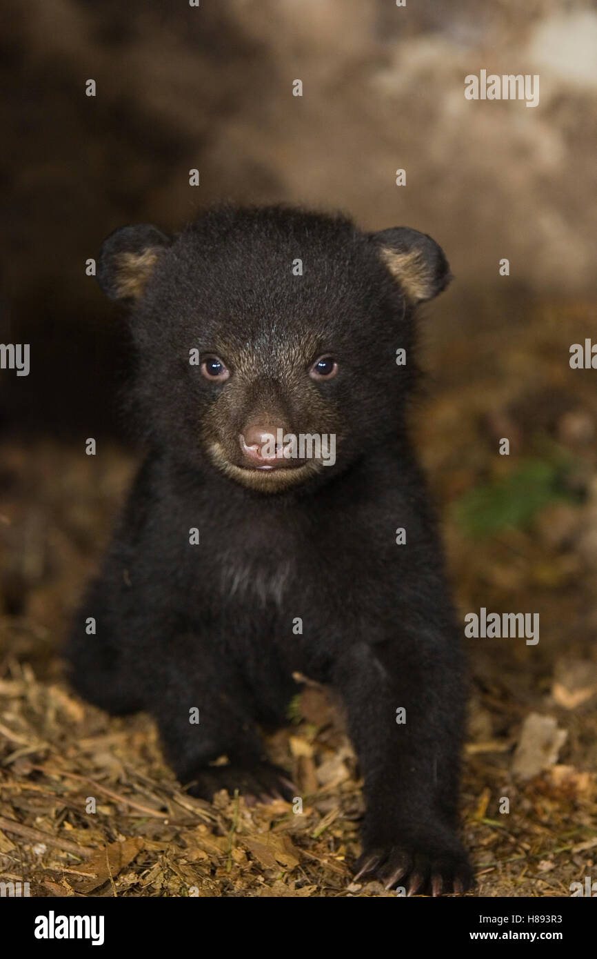 Black bear cub in den hi-res stock photography and images - Alamy