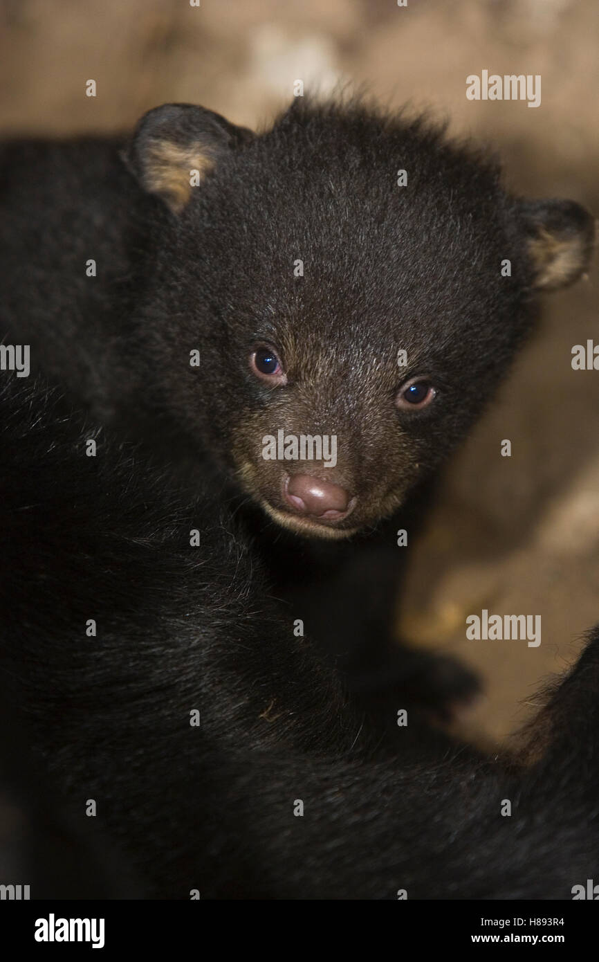 Black bear cub in den hi-res stock photography and images - Alamy