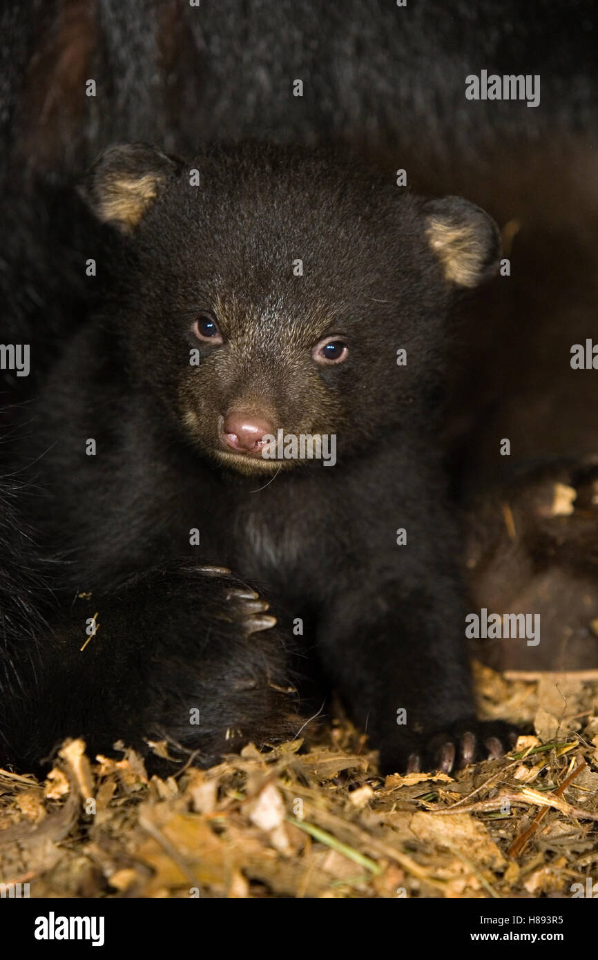 Black bear cub in den hi-res stock photography and images - Alamy