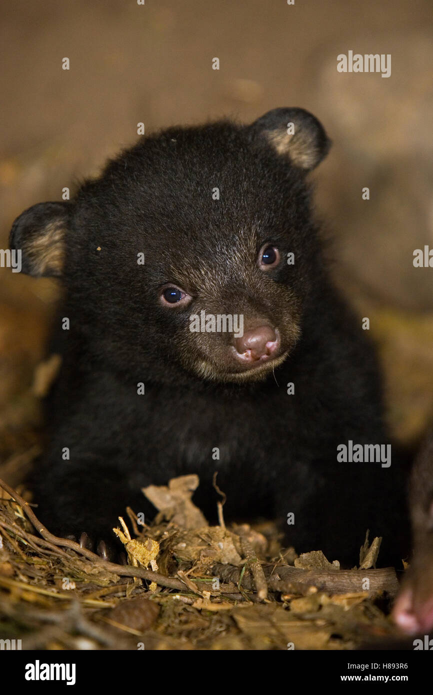 Black bear cub in den hi-res stock photography and images - Alamy