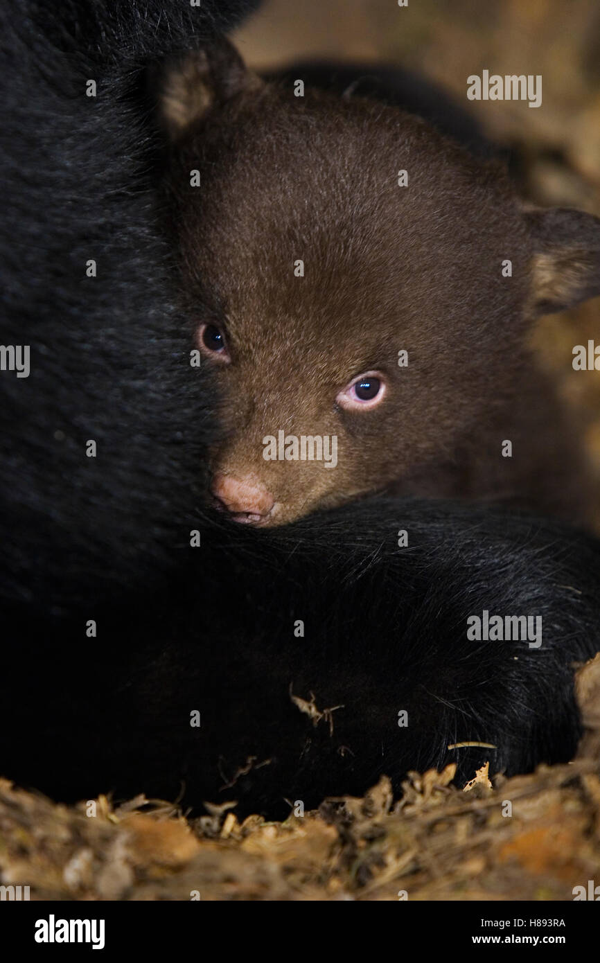 Black bear cub in den hi-res stock photography and images - Alamy
