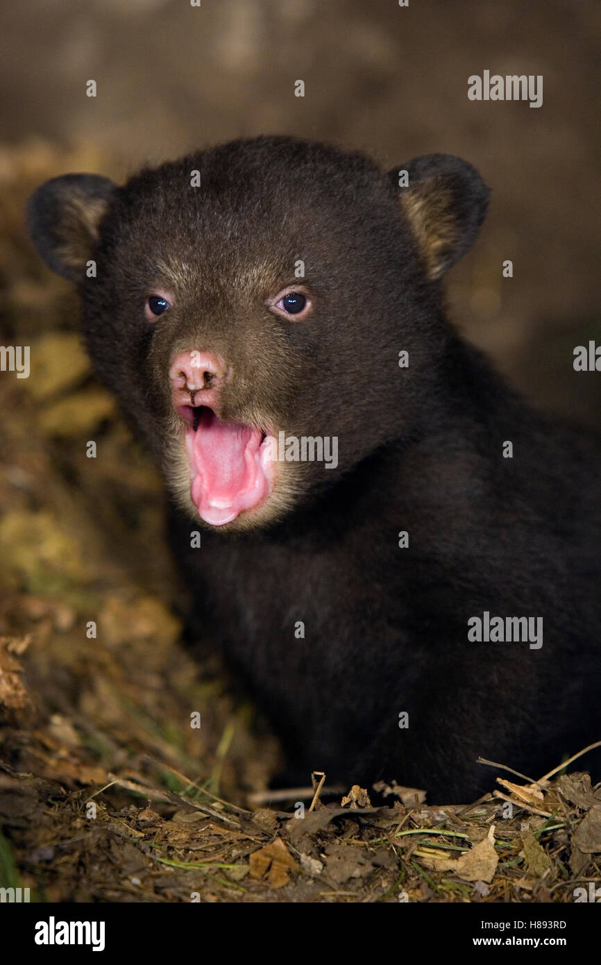Black bear cub in den hi-res stock photography and images - Alamy