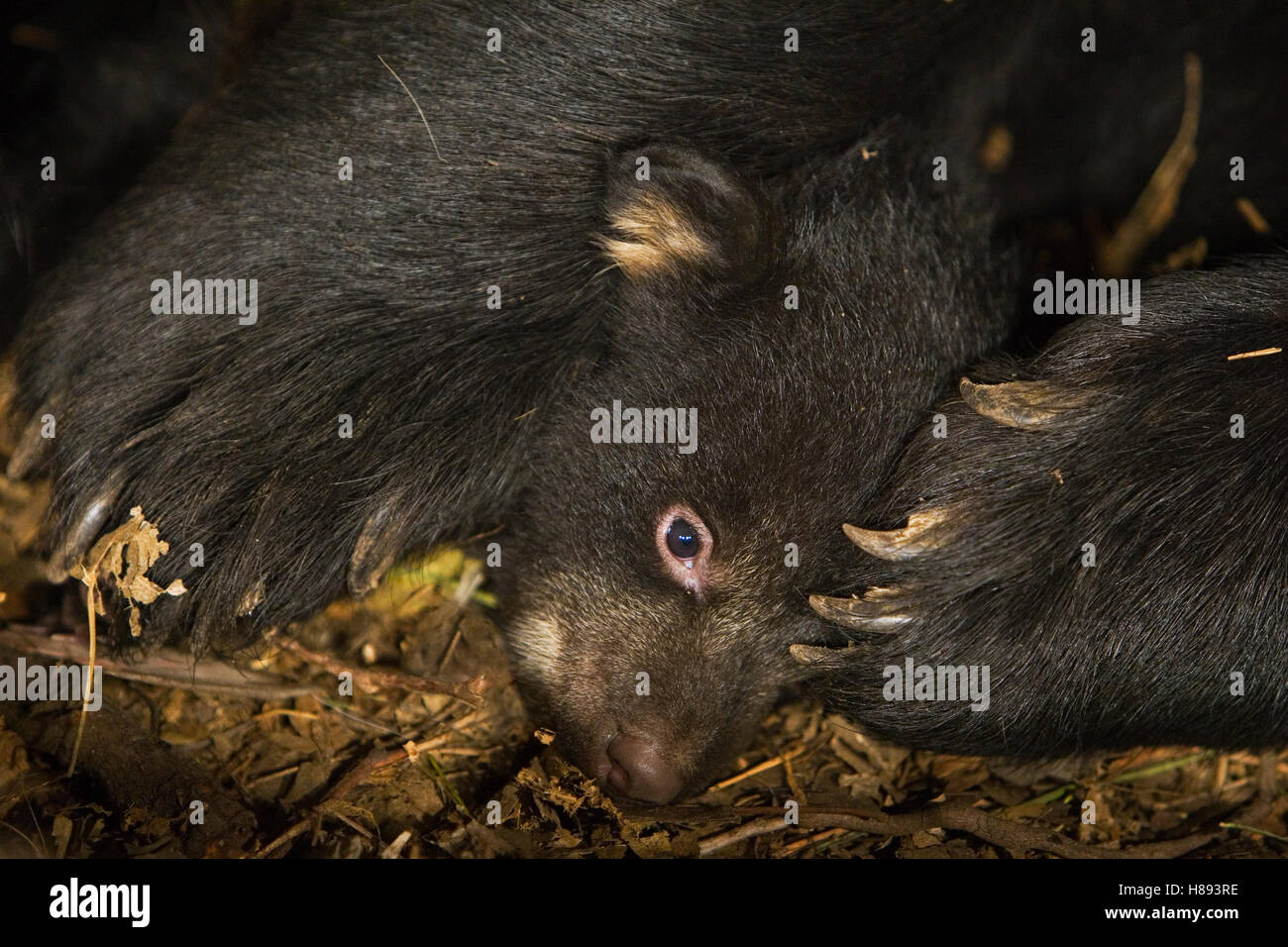 Black bear cub in den hi-res stock photography and images - Alamy