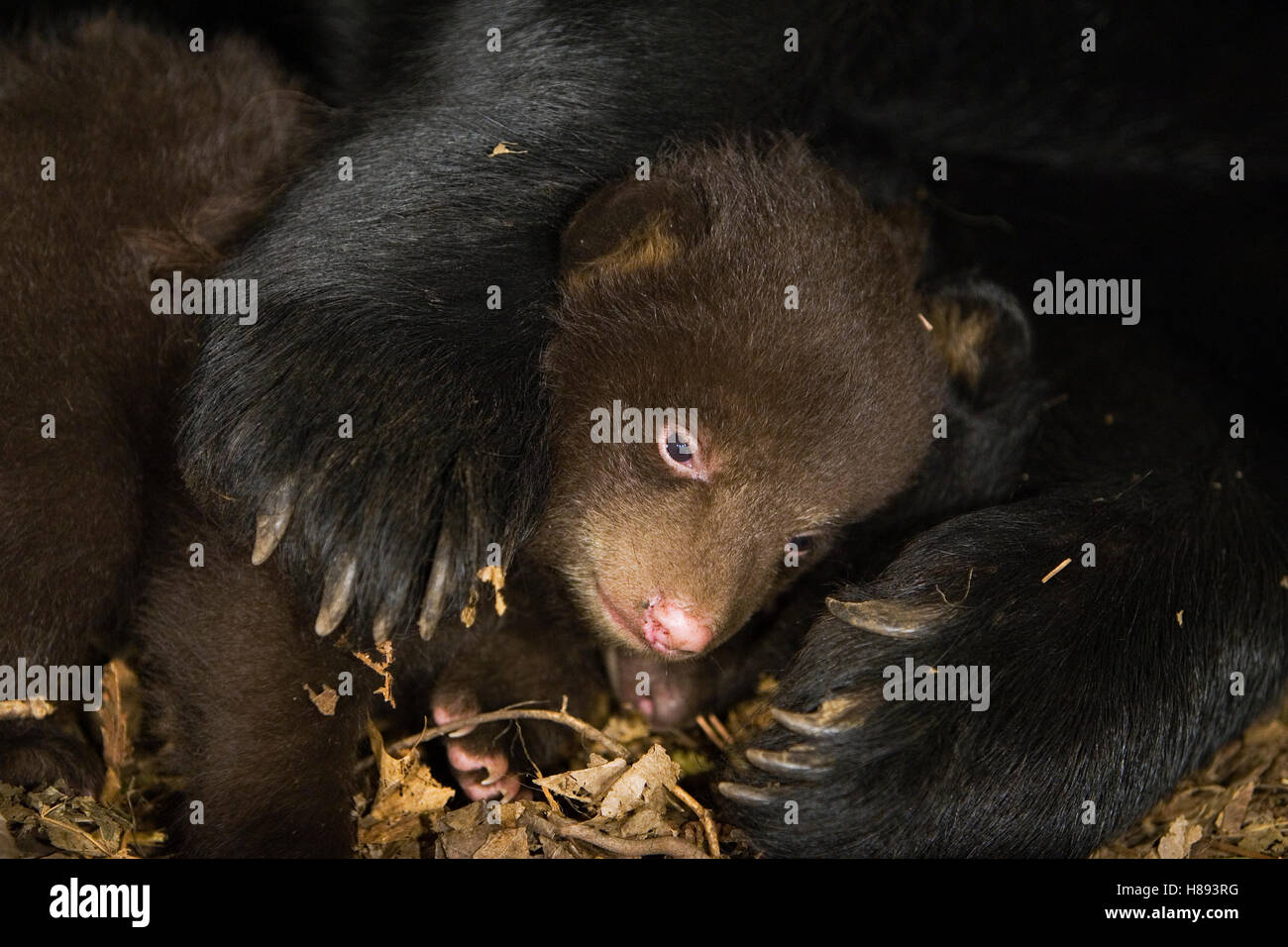 Black bear cub in den hi-res stock photography and images - Alamy
