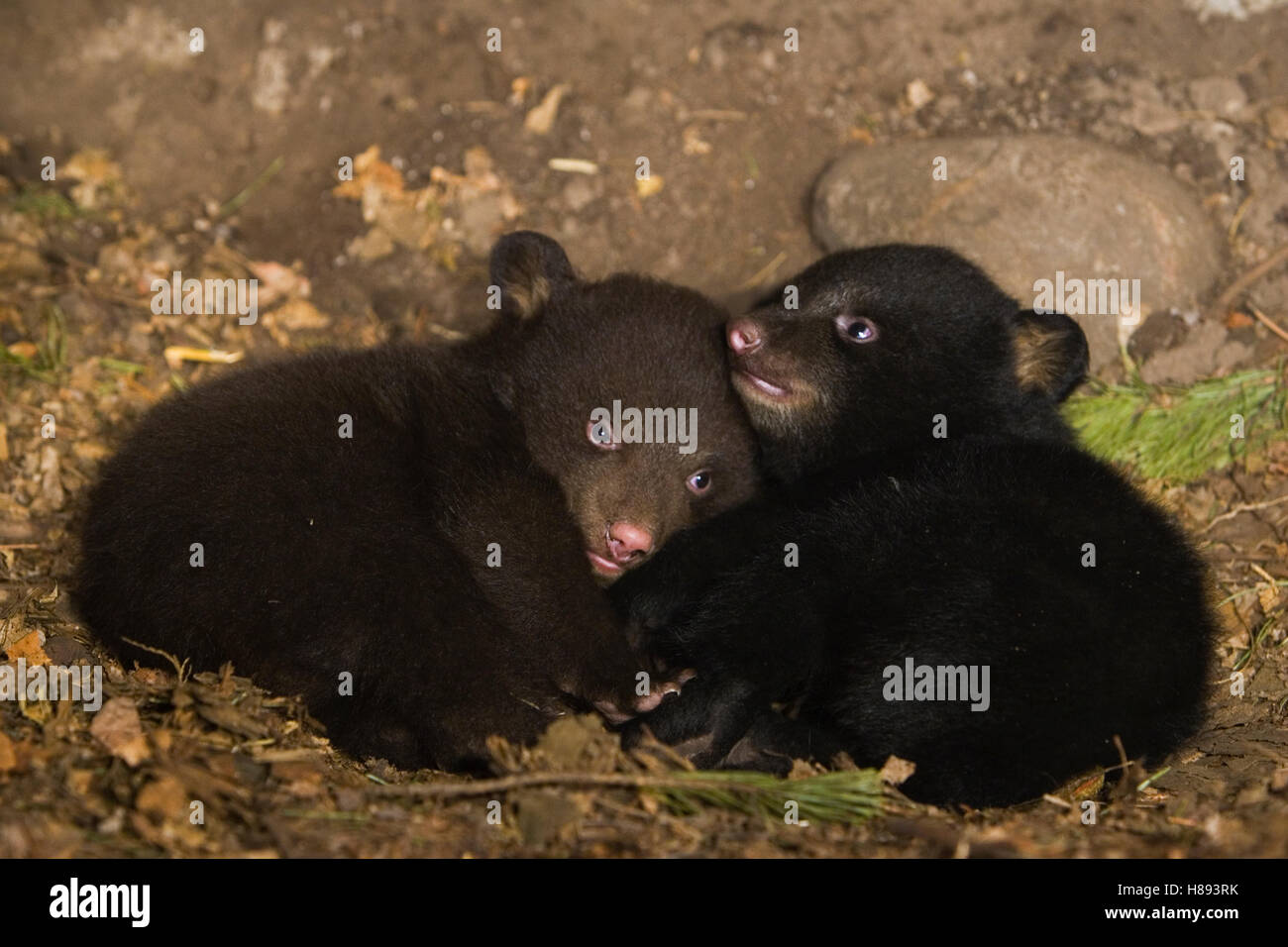 Black bear cub in den hi-res stock photography and images - Alamy