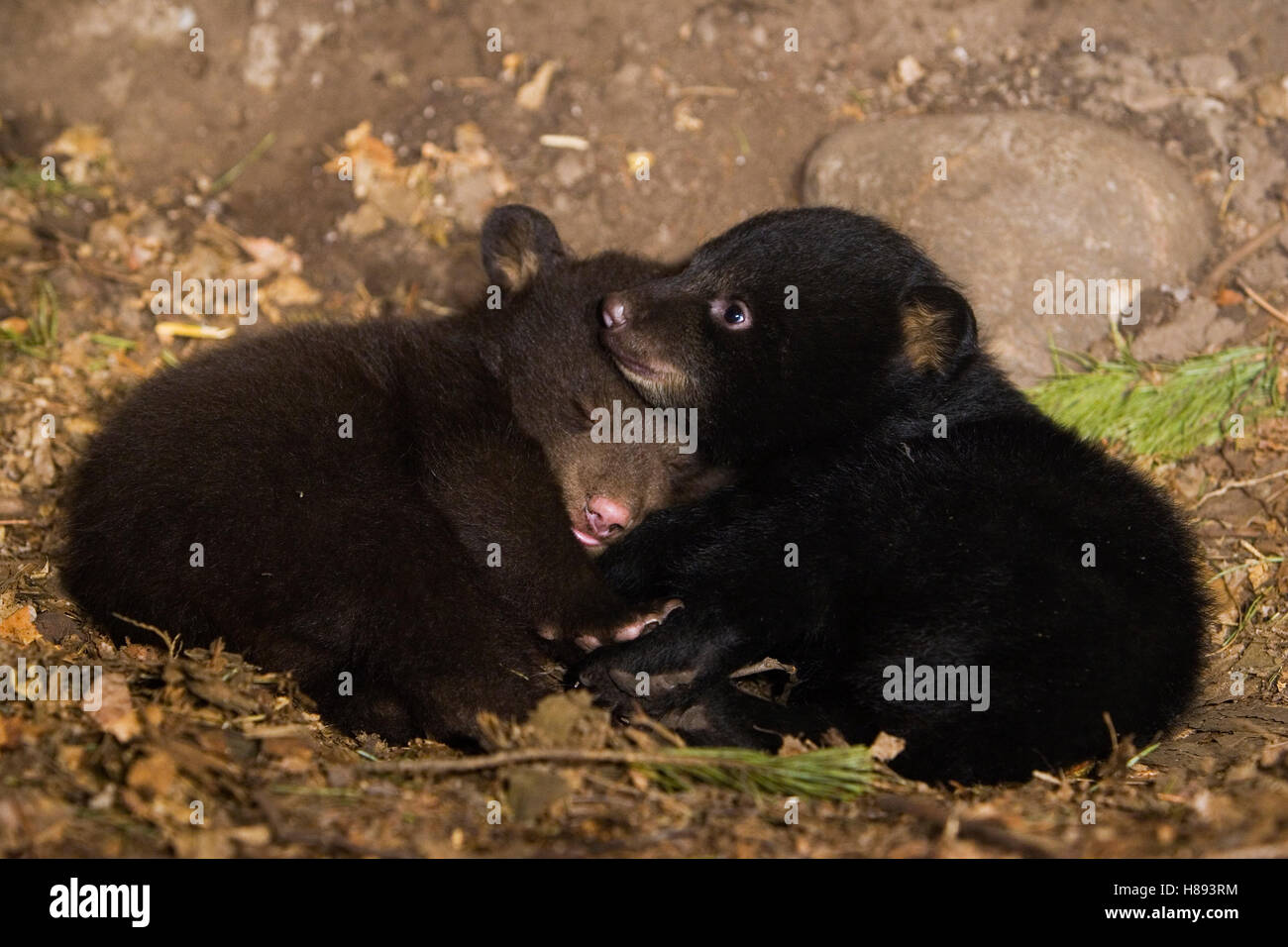 Black bear cub in den hi-res stock photography and images - Alamy