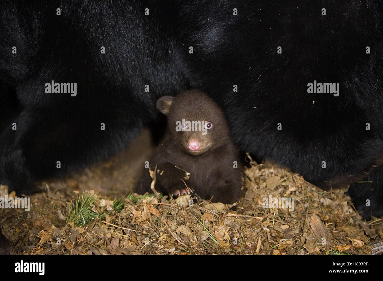 Black Bear (Ursus americanus) 7 week old cub in brown color phase, with ...