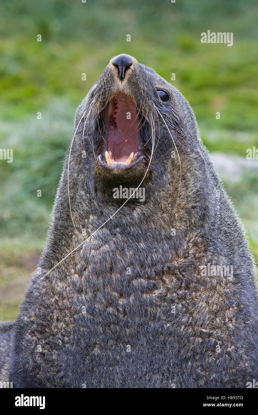 Antarctic Fur Seal (Arctocephalus gazella) large bull vocalizing in ...