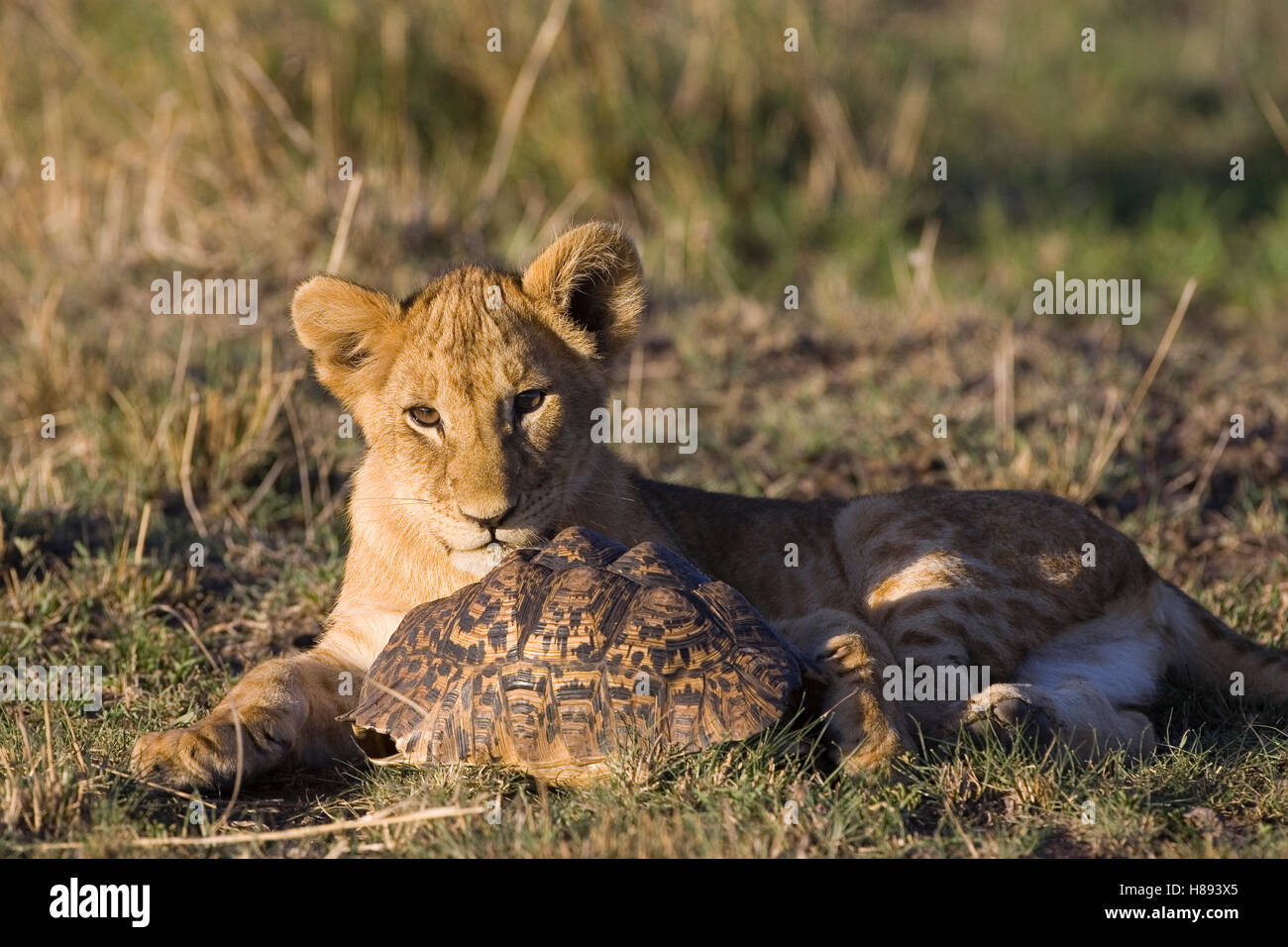 African Lion (Panthera leo) curious four month old cub playing with ...