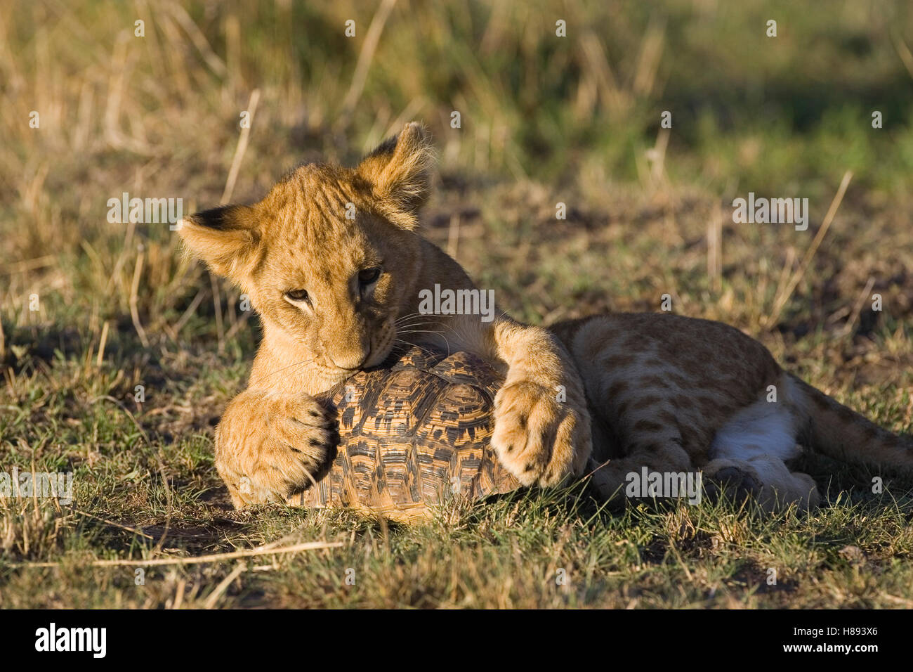 African Lion (Panthera leo) curious four month old cub, playing with ...