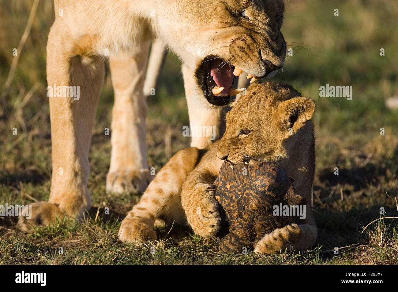 African Lion (Panthera leo) mother growling at curious 4 month old cub ...