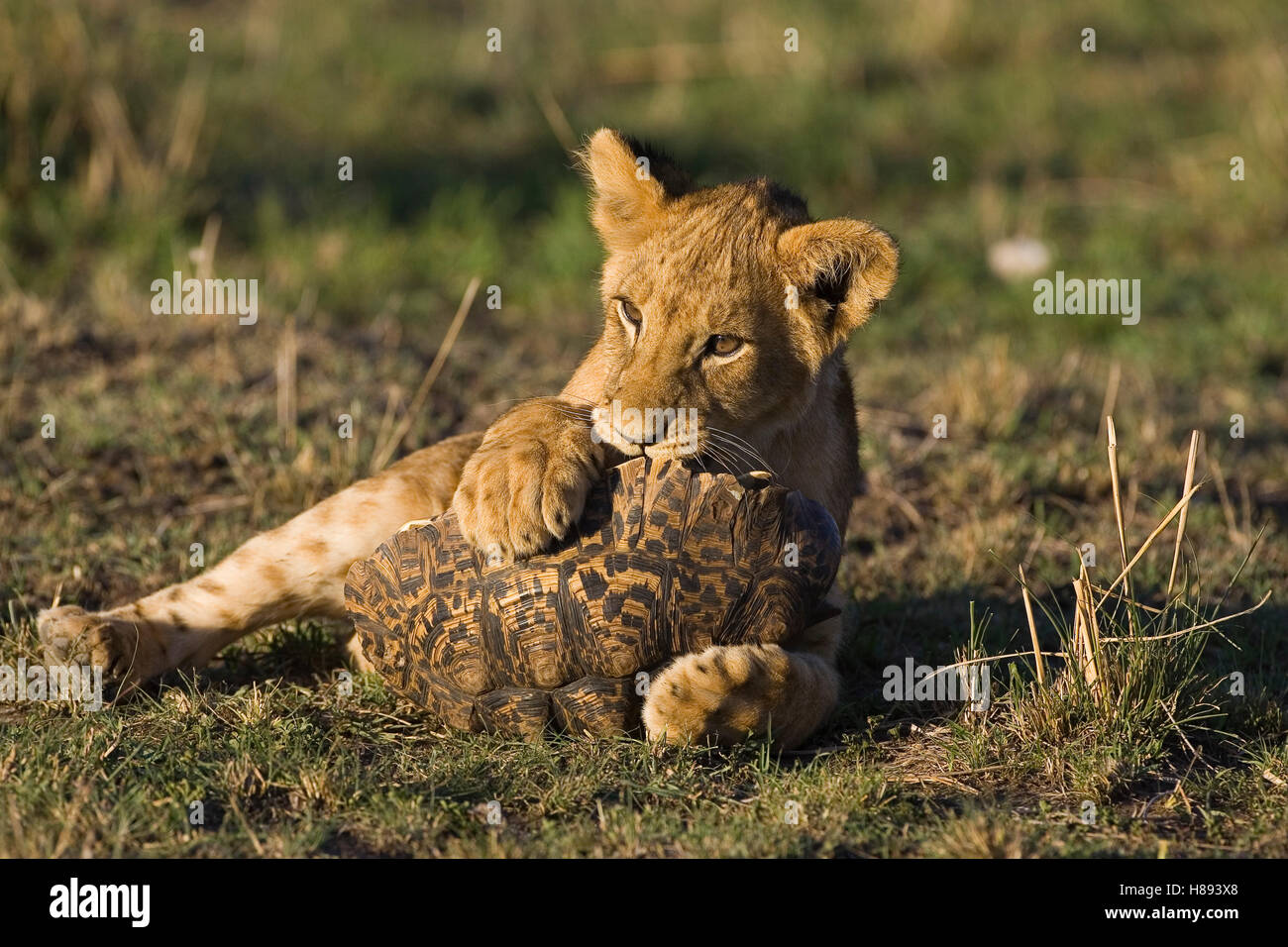 African Lion (Panthera leo) curious four month old cub, playing with ...