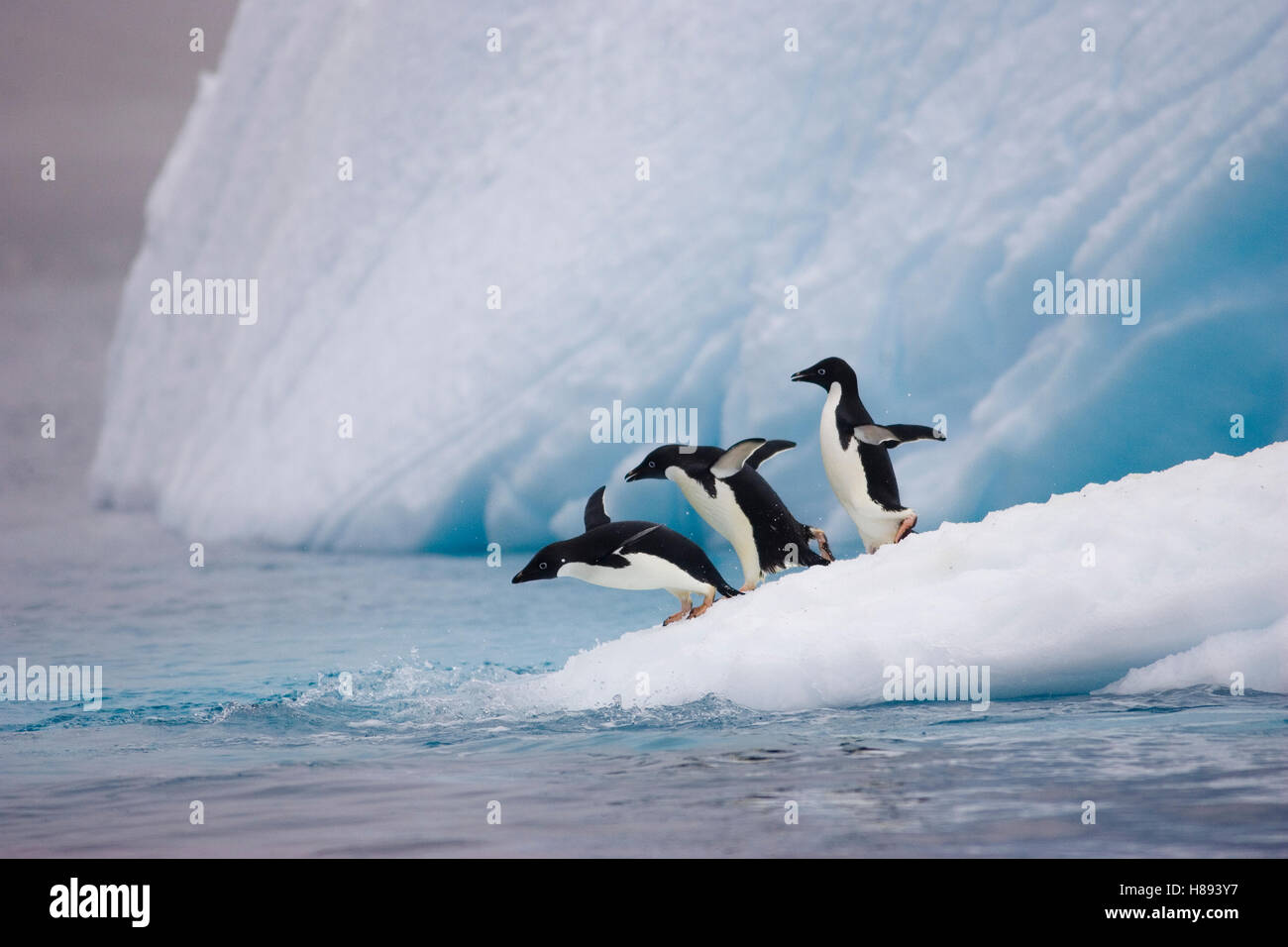 Adelie Penguin (Pygoscelis adeliae) trio diving off iceberg, Paulet ...