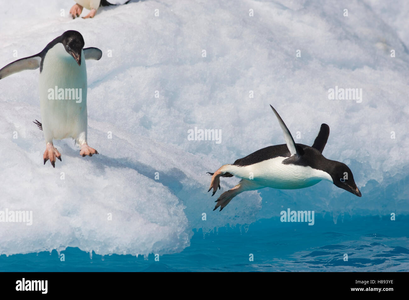 Adelie Penguin (Pygoscelis adeliae) diving off iceberg, Paulet Island ...