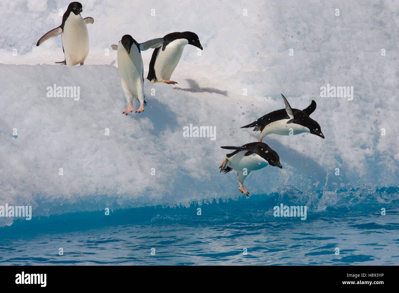 Adelie Penguin (Pygoscelis adeliae) group jumping and diving off ...