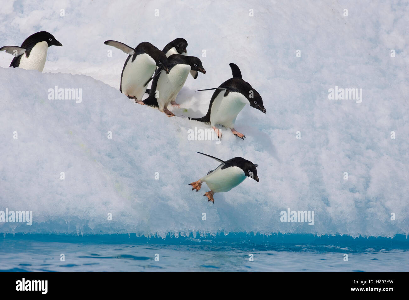 Adelie Penguin (Pygoscelis adeliae) diving off iceberg, Paulet Island ...