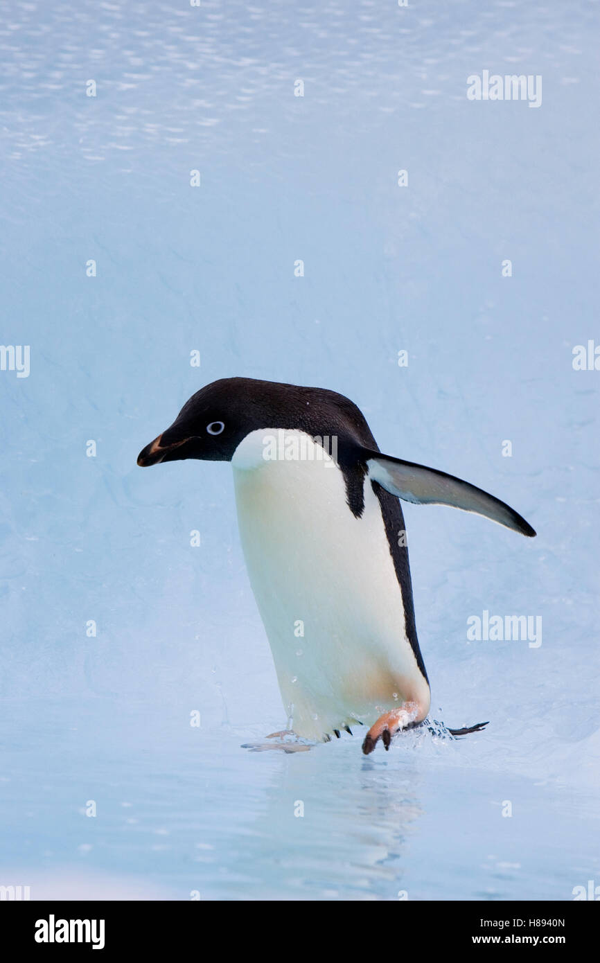 Adelie Penguin (Pygoscelis adeliae) stepping into puddle on melting ...