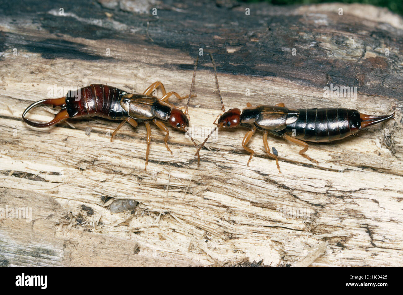 Common Earwig (Forficula auricularia) male on left and female on right ...