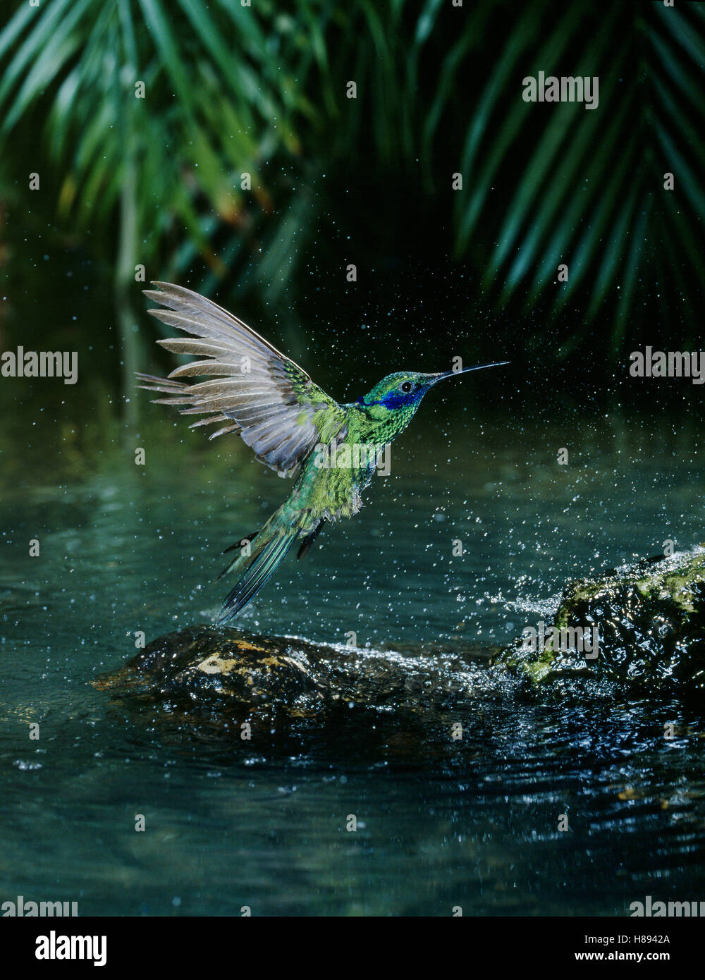 Green Violet-ear (Colibri thalassinus) hummingbird bathing Stock Photo ...