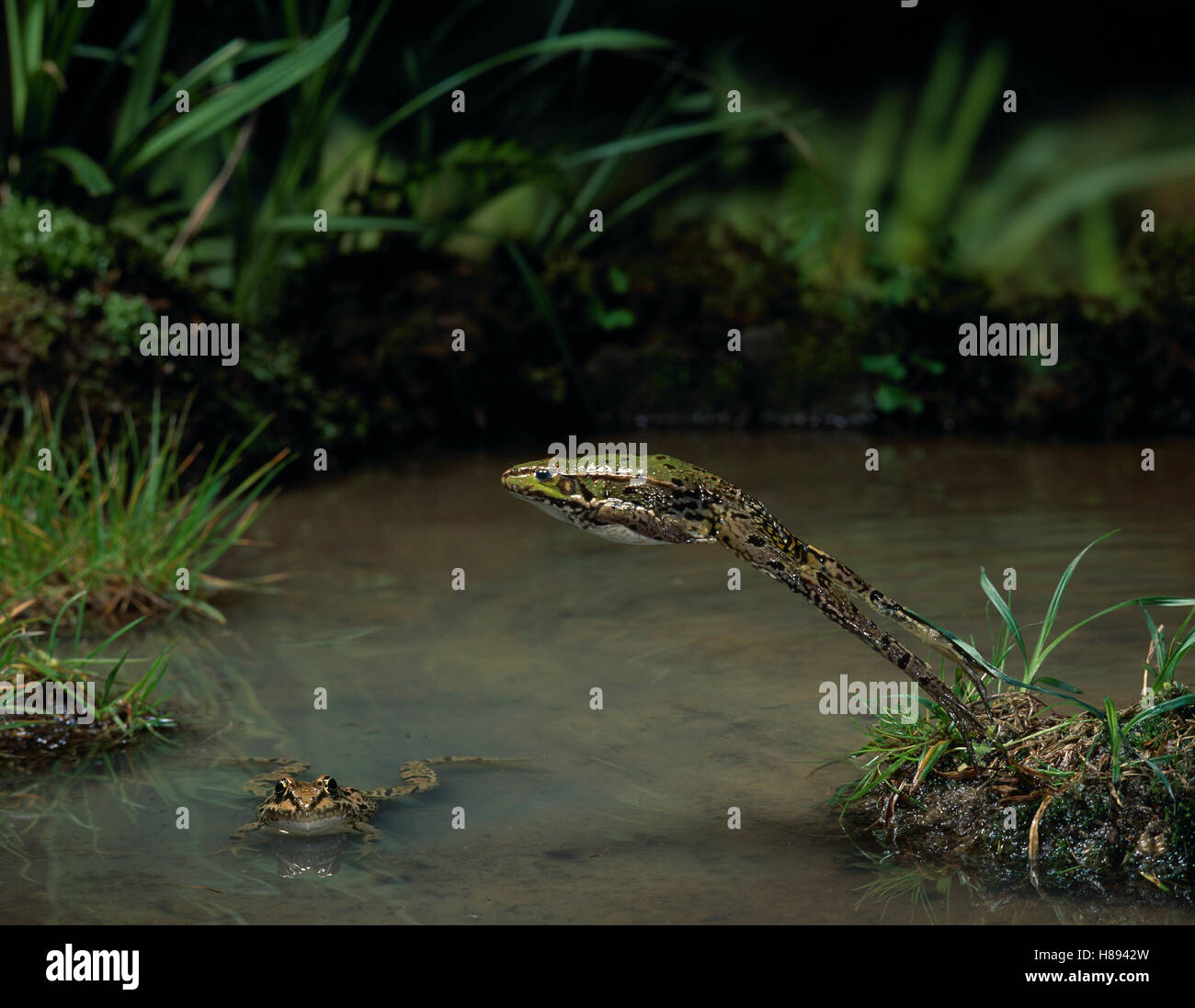 Marsh Frog (Rana ridibunda) leaping Stock Photo - Alamy