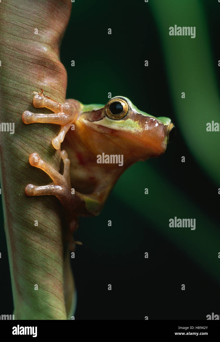 Black-spotted Frog (Rana nigromaculata) portrait, close up Stock Photo ...