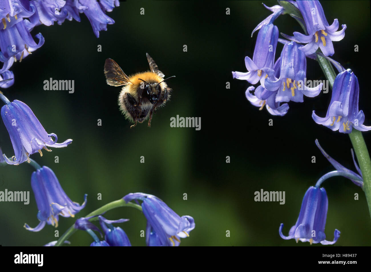 Brown Bumblebee (Bombus pascuorum) flying over bluebell Stock Photo - Alamy
