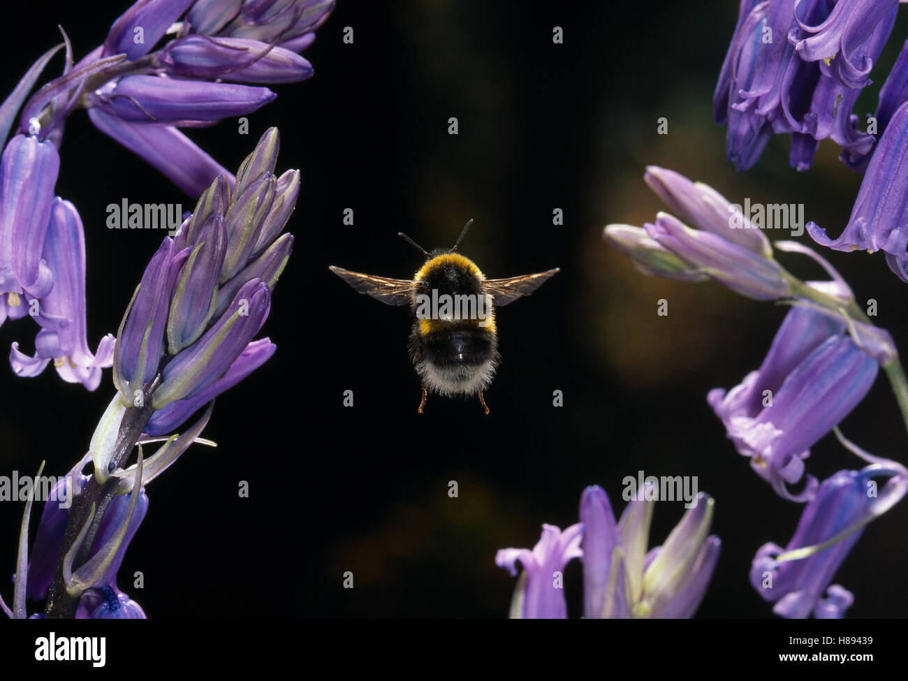 Bumblebee (Bombus sp) flying over bluebell Stock Photo - Alamy