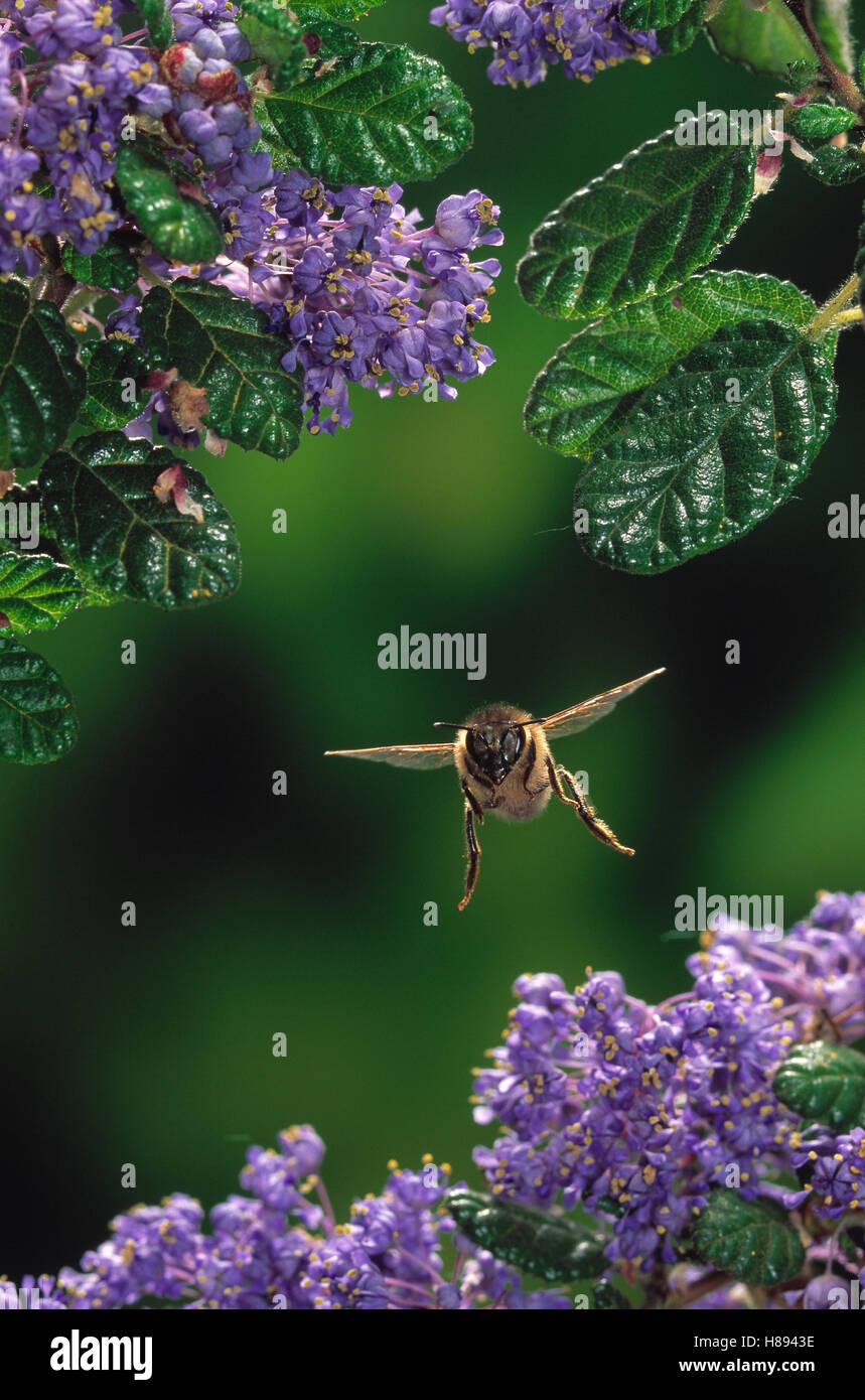 Honey Bee (Apis mellifera) flying over blossom Stock Photo - Alamy