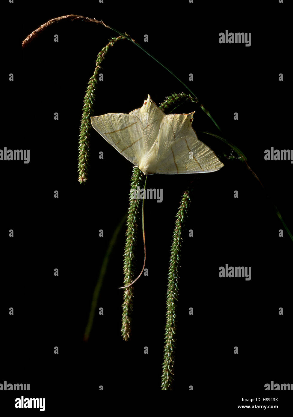 Swallow-tailed Moth (Ourapteryx sambucaria) on pendulous sedge Stock ...