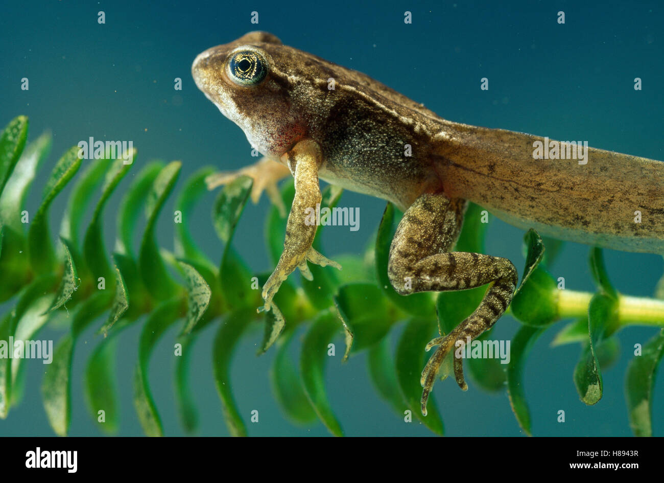 Edible Frog (Rana esculenta) froglet four legs, tail reducing Stock ...