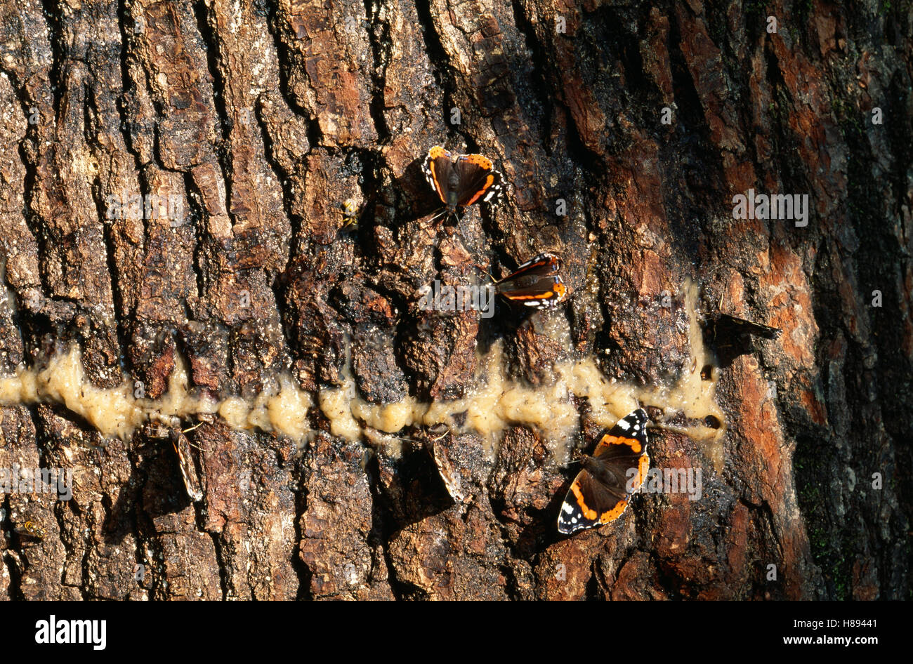 Red Admiral (Vanessa atalanta) butterflies sipping oak sap Stock Photo ...