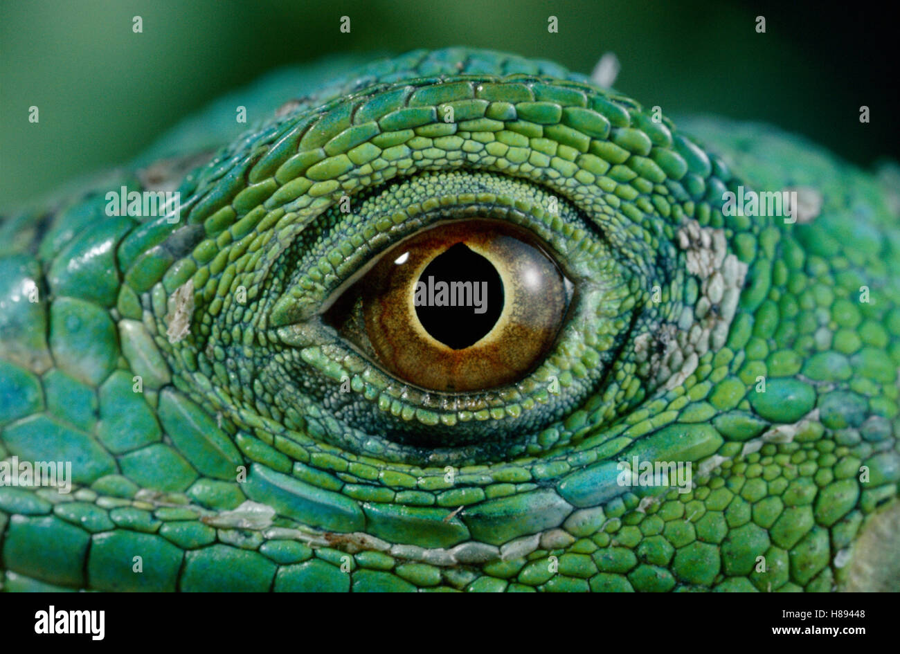Green Iguana (Iguana iguana) eye Stock Photo - Alamy