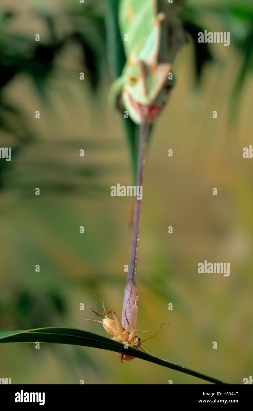 Veiled Chameleon (Chamaeleo calyptratus) catching insect with tongue ...