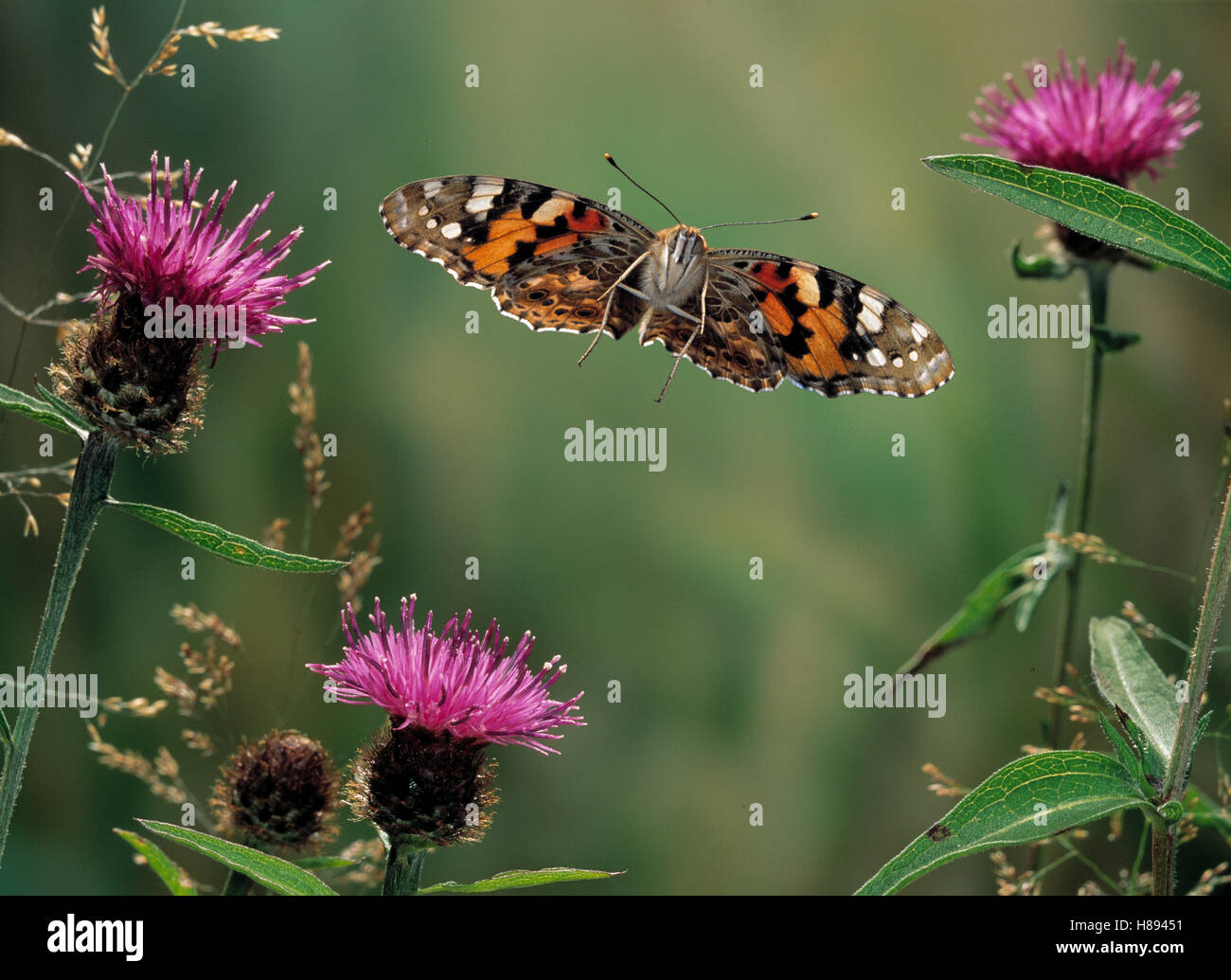 Painted Lady (Vanessa cardui) butterfly flying over knapweed Stock ...