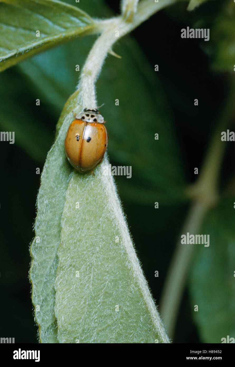 Ten-spot Ladybird (Adalia 10-punctata) unusual two-spot variety Stock ...