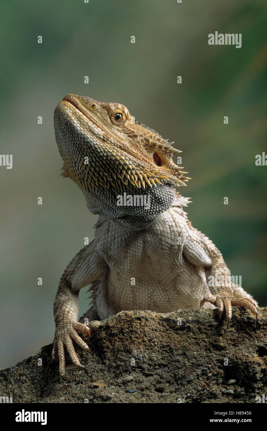 Bearded Dragon (Amphibolurus barbatus), native to Australia Stock Photo ...