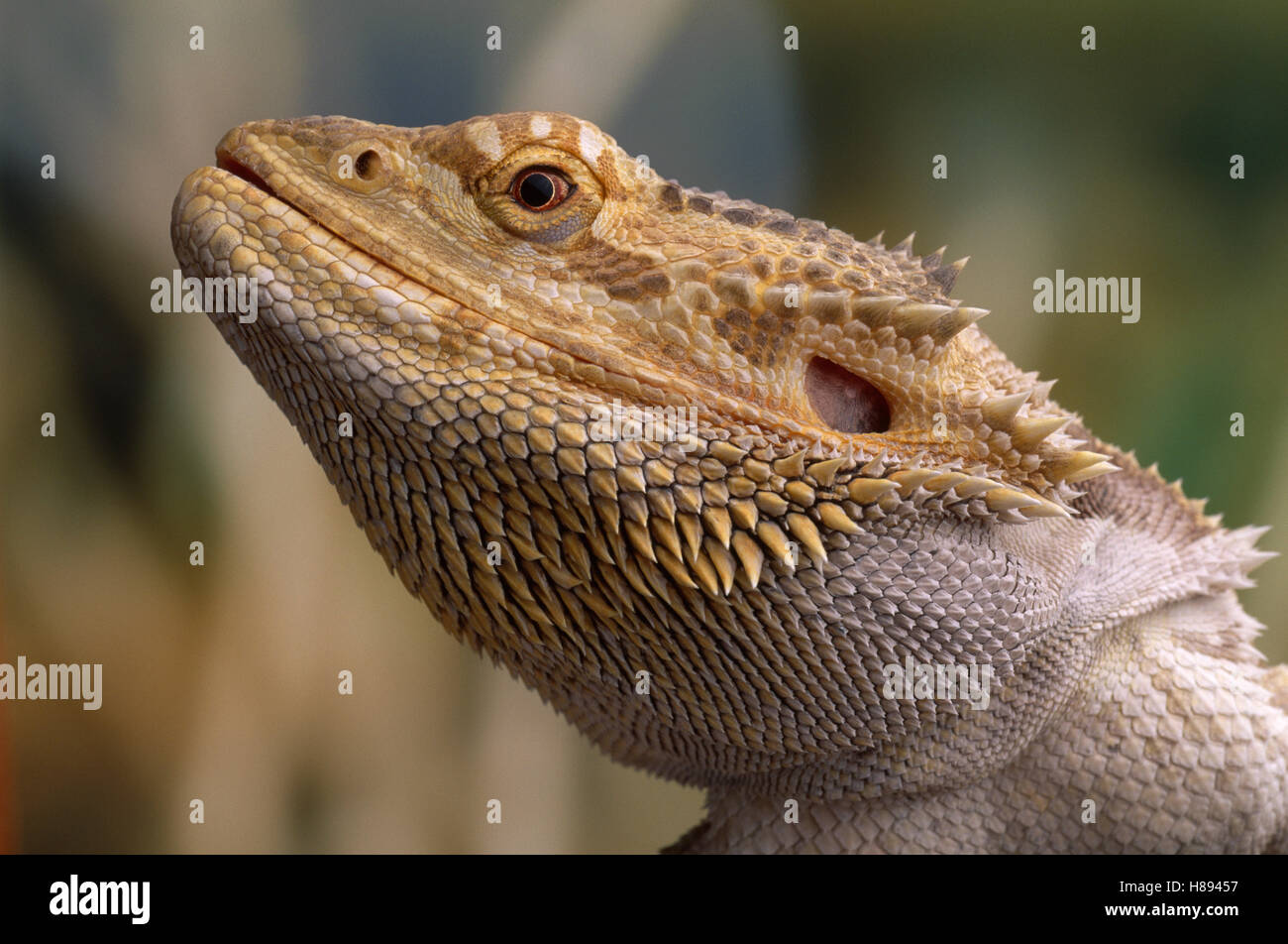Bearded Dragon (Amphibolurus barbatus), native to Australia Stock Photo ...